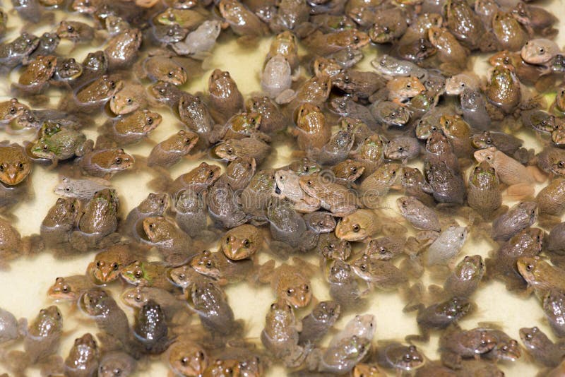 Little bullfrog stock image. Image of green, clean, common - 79017255