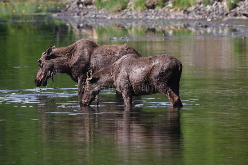 Small Bull Moose stock image. Image of horn, wildlife - 22593405
