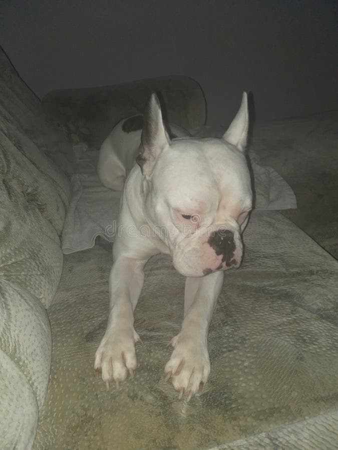 Little Bully Boy Dog stock photo. Image of kitten, nose - 187189384