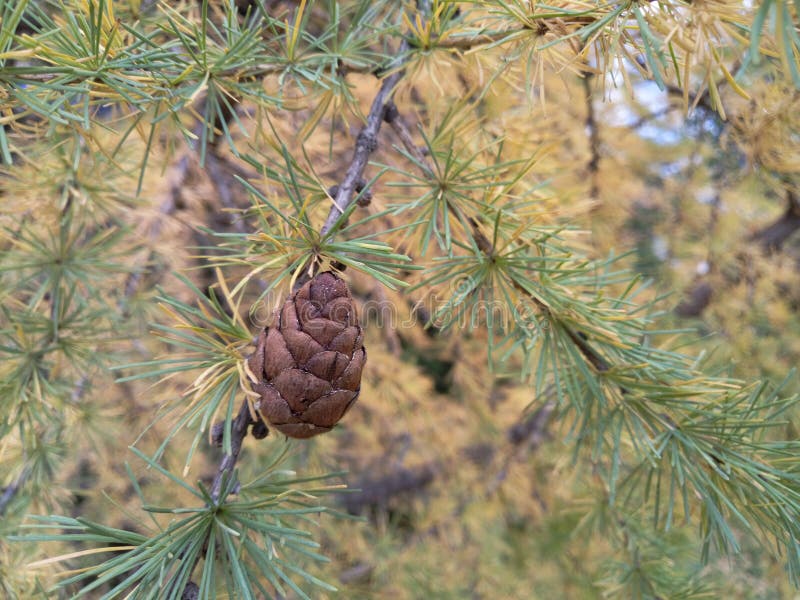 A Little Bump on the Tree. Young Pine Tree Stock Image - Image of ...