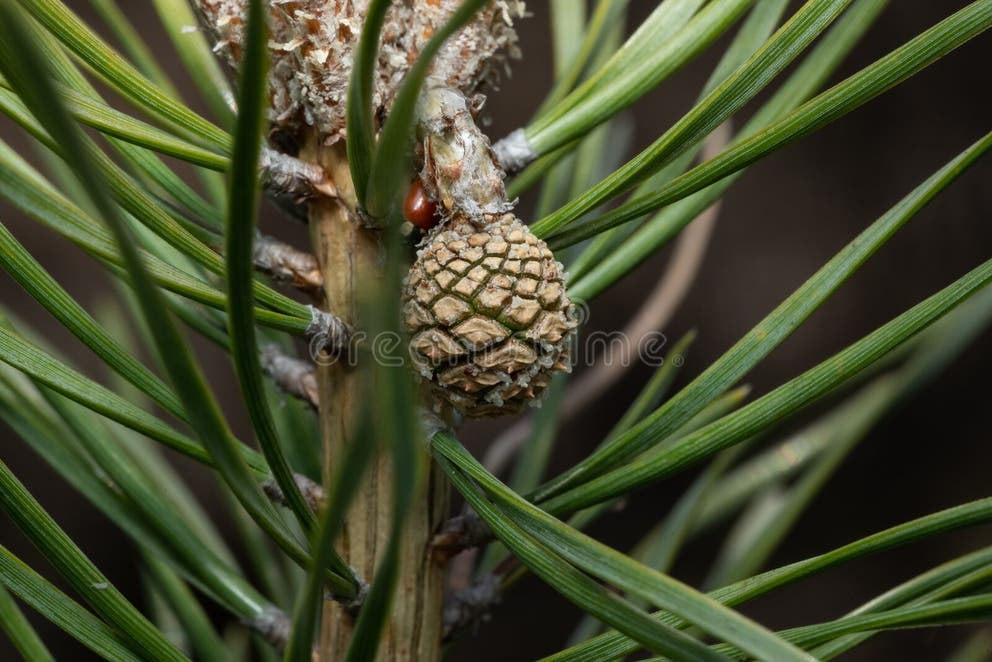 A Little Bump on the Tree. Young Pine Tree Stock Image - Image of ...