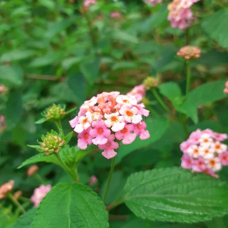 Little Bundle of Pink Flower and Growing Flower Bud Stock Image - Image ...