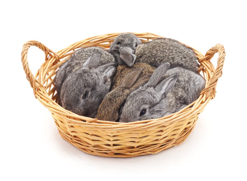 Bunnies in basket stock image. Image of bunnie, gift - 51806671