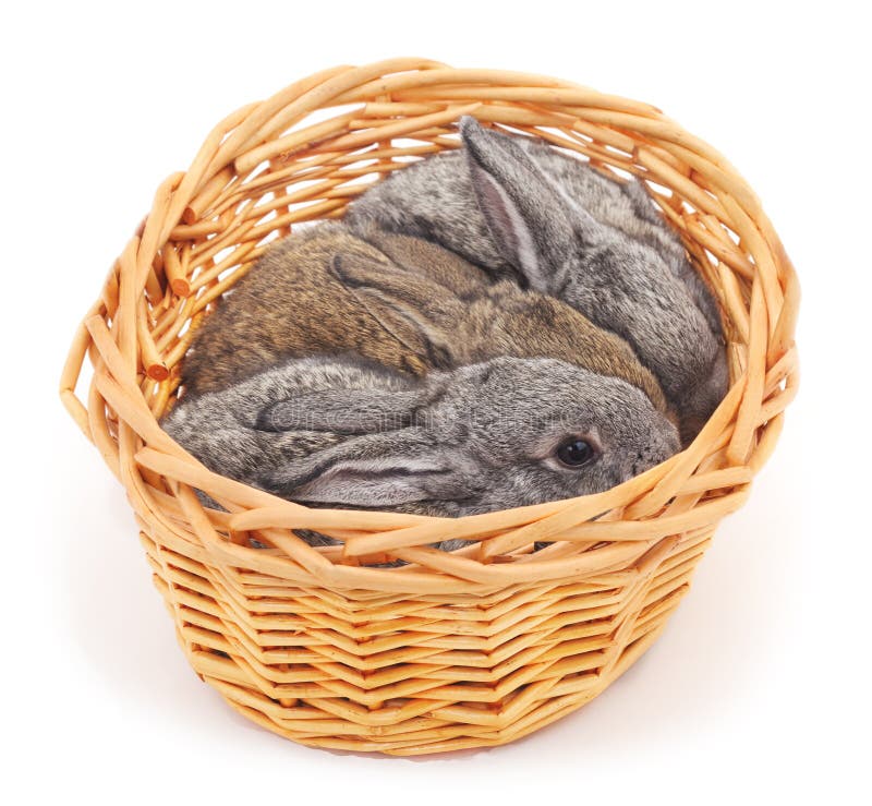 3,619 Little Bunnies Stock Photos - Free & Royalty-Free Stock Photos ...