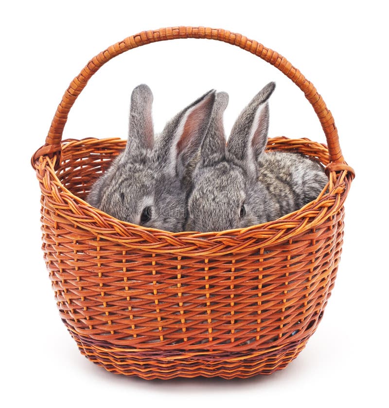 Bunnies in basket stock image. Image of bunnie, gift - 51806671
