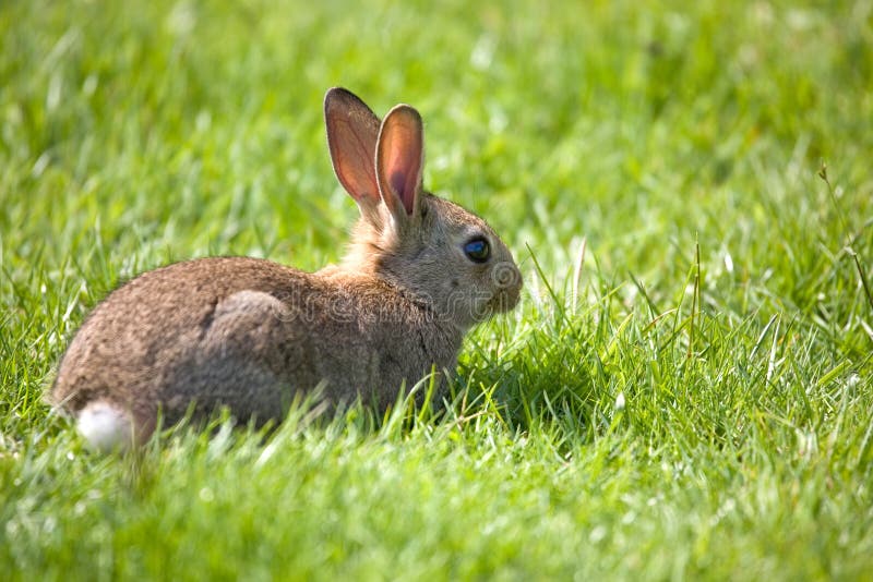 Adorable wild rabbit stock image. Image of animal, eared - 41310401