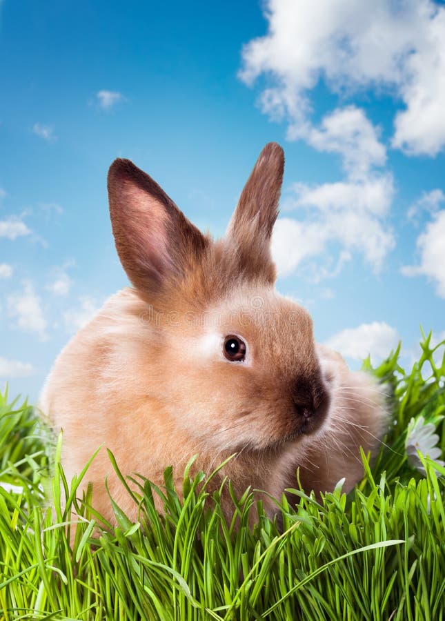 Little bunny stock image. Image of animal, fresh, flower - 37729071