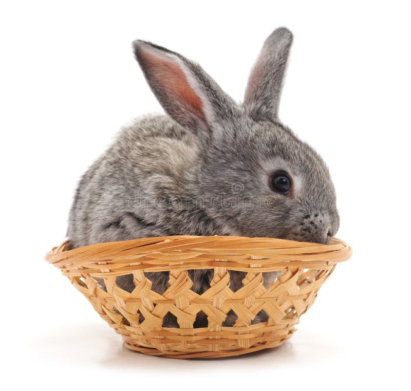 Little Bunny In A Basket With A Rose. Stock Photo - Image of easter ...