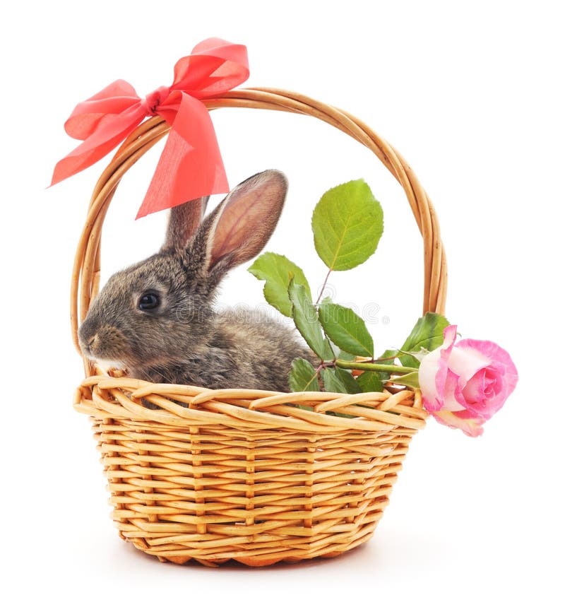 Little Bunny in a Basket with a Rose. Stock Photo - Image of pets ...