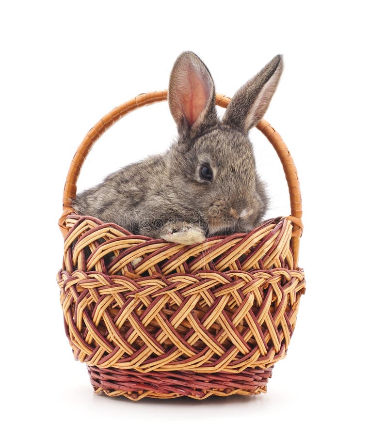 Little bunny in a basket. stock image. Image of animal - 103181323