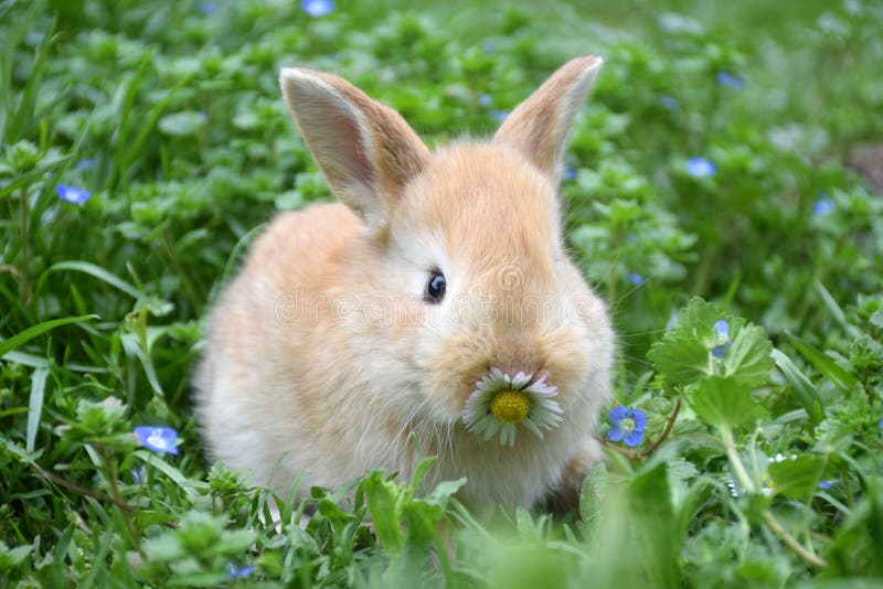 Little Bunny in Grass Eating Flower Stock Photo - Image of flower ...