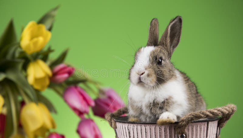 Little Bunny, Happy Easter Background Stock Photo - Image of grass ...