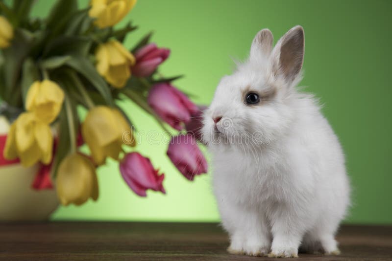 Little Bunny, Happy Easter Background Stock Photo - Image of ears ...