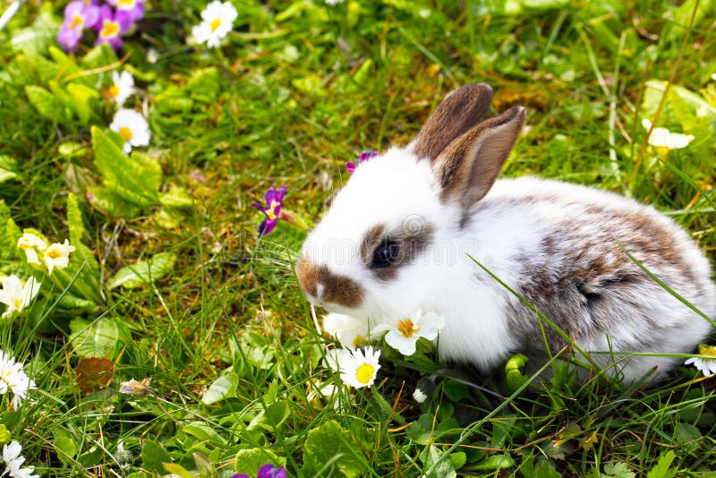 Little bunny in the meadow stock image. Image of rodent - 35337291