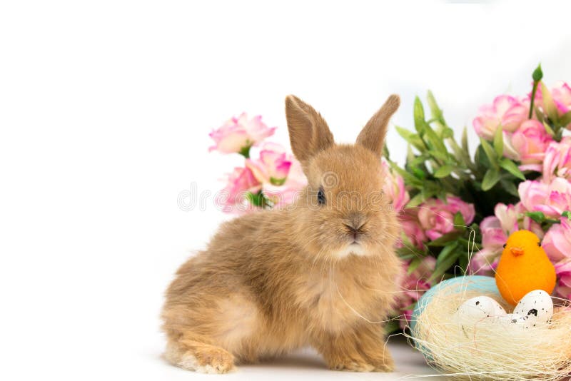 Bunny rabbit on the grass stock image. Image of cute - 85049019