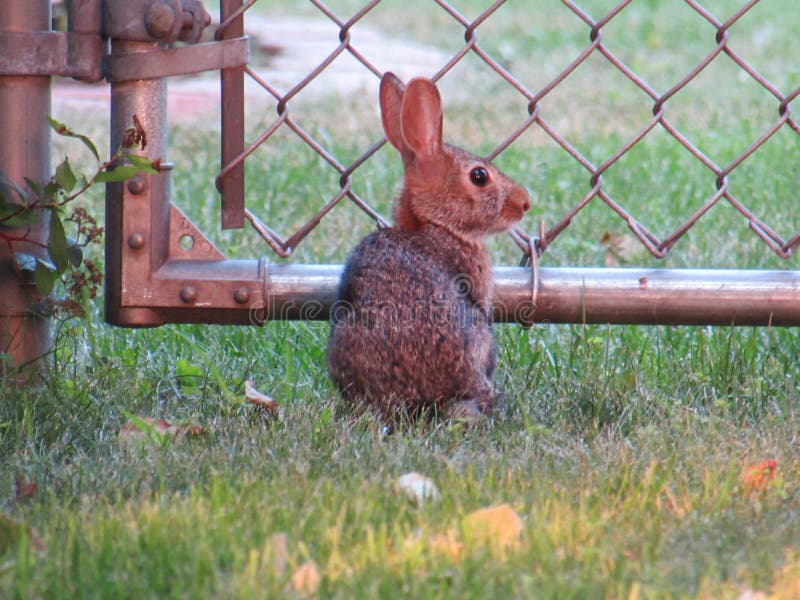 Little Bunny Rabbit in the Garden Stock Image - Image of ears, wildlife ...