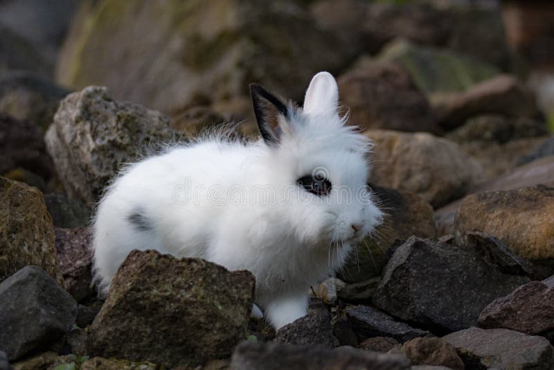Little bunny in the rocks stock image. Image of mammal - 255381139