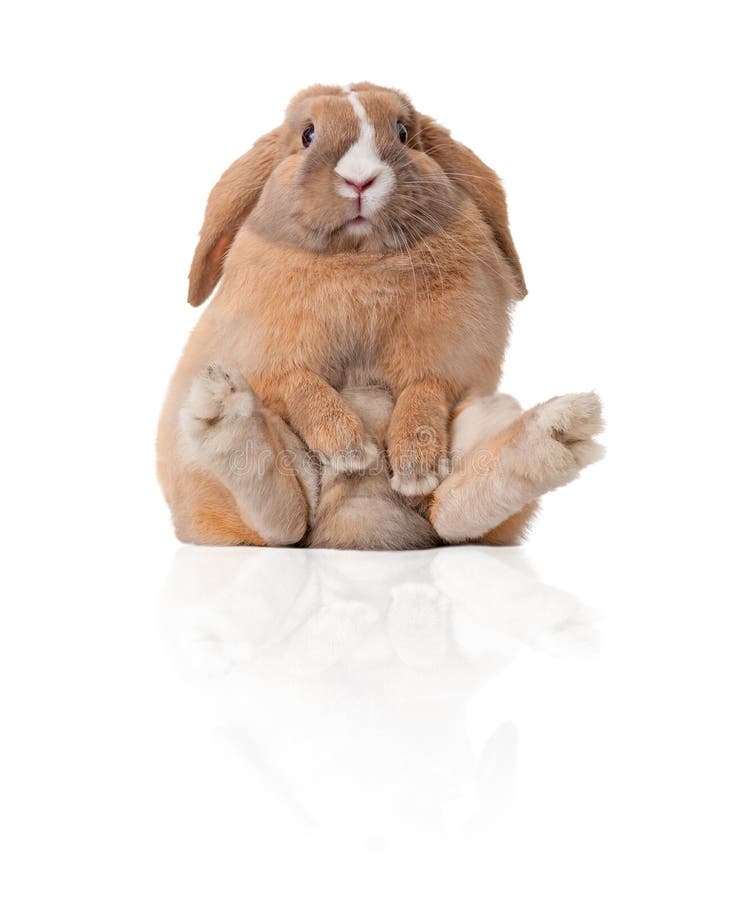 Little bunny with sign stock photo. Image of scared, domestic - 23725064