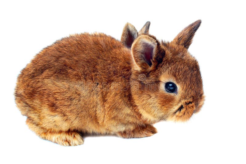 Little Bunny on White Background Stock Image - Image of hare, animal ...
