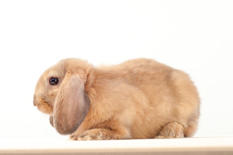 Little Bunny on White Background. Little Rabbit Stock Image - Image of ...