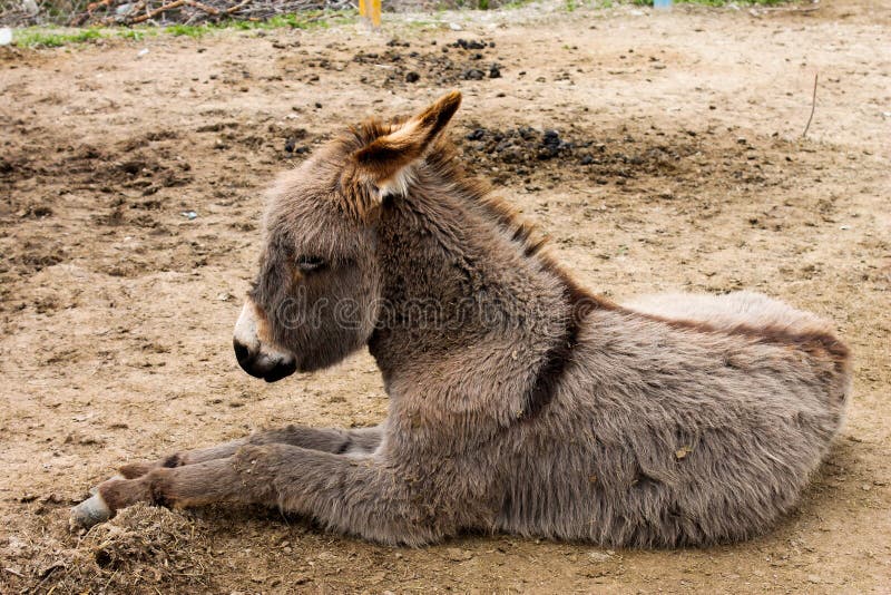 The little burro. Donkey. stock photo. Image of persistence - 40119252