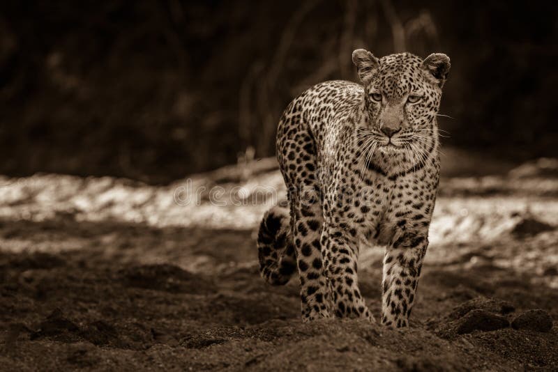 Little Bush stock photo. Image of leopard, wildcat, strolling - 258683220