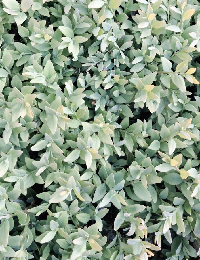 Little Bush Leaves As Natural Background Stock Image - Image of little ...