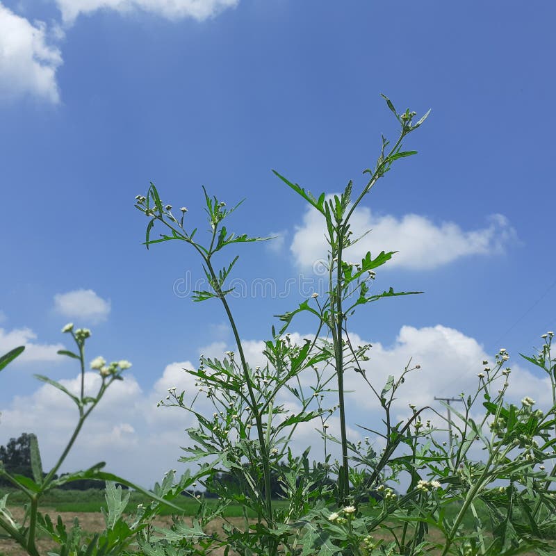 Little Bush Looks Like Big Trees in the Clear Sky Stock Photo - Image ...