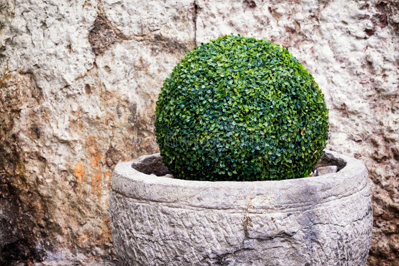 Little bush stock photo. Image of circle, wall, round - 46179150