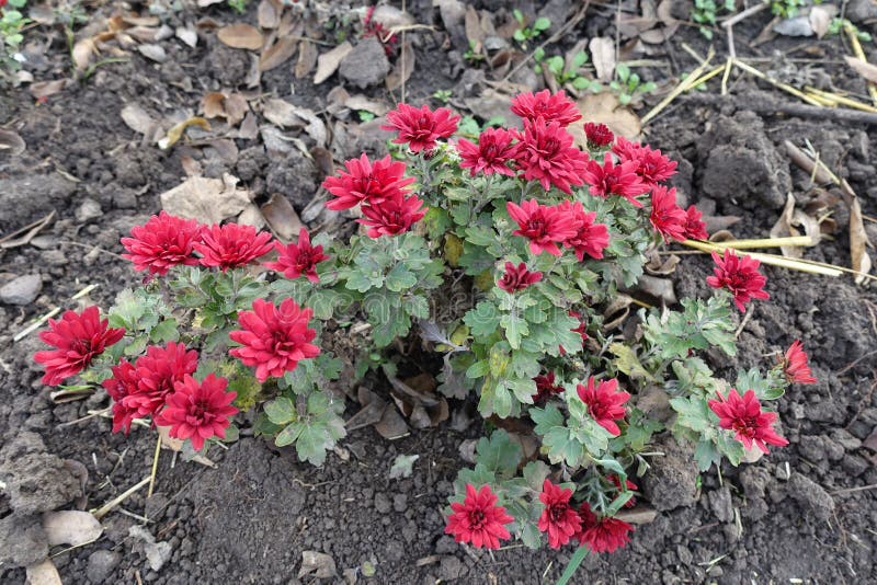 Little Bush of Red Chrysanthemums in Bloom Stock Image - Image of ...
