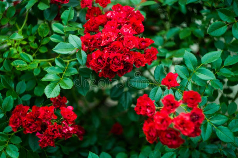 Little bush of red rose stock image. Image of flower - 103794191