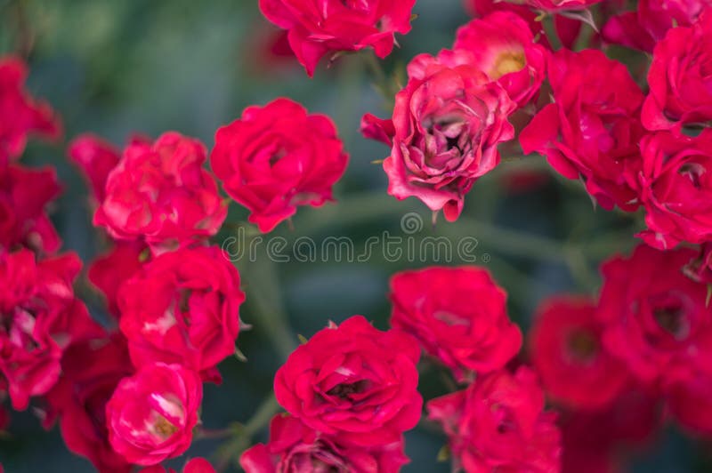 Little bush of red rose stock image. Image of garden - 95273345