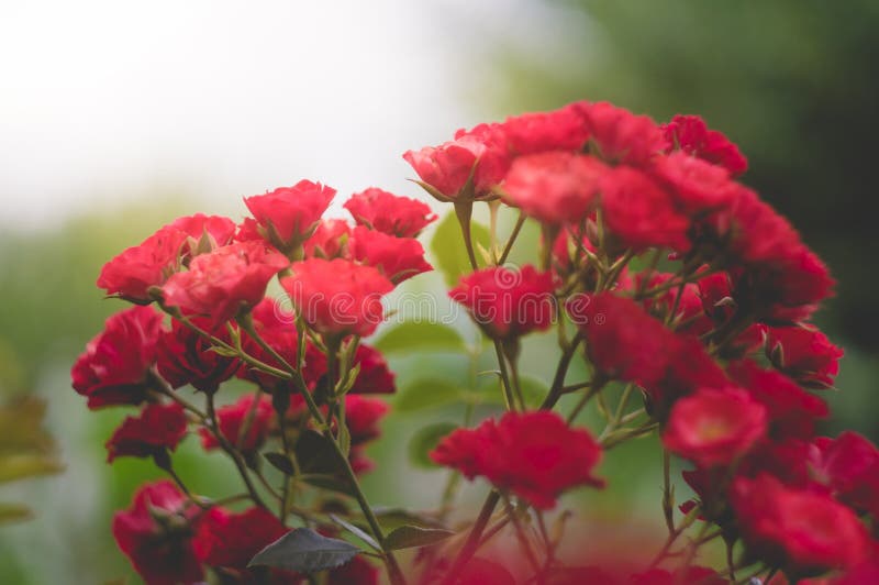 Little bush of red rose stock photo. Image of plant - 103794550