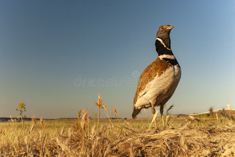 Little Bustard - Tetrax Tetrax Stock Image - Image of animal, beauty ...