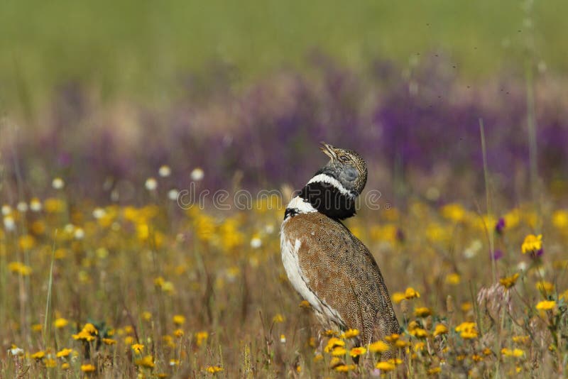 Little Bustard - Mating Ritual Stock Image - Image of nest, hunting ...