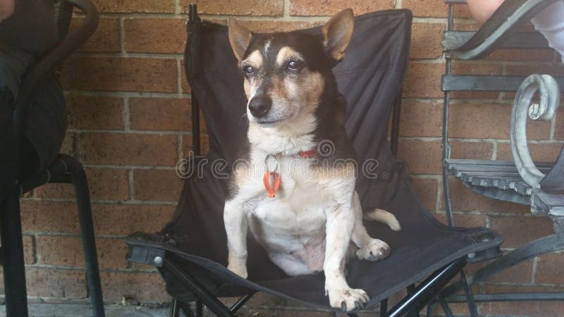 Little Buster stock image. Image of little, buster, friend - 52618067