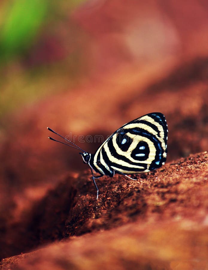 Little Butterfly stock photo. Image of shooted, butterfly - 146574042