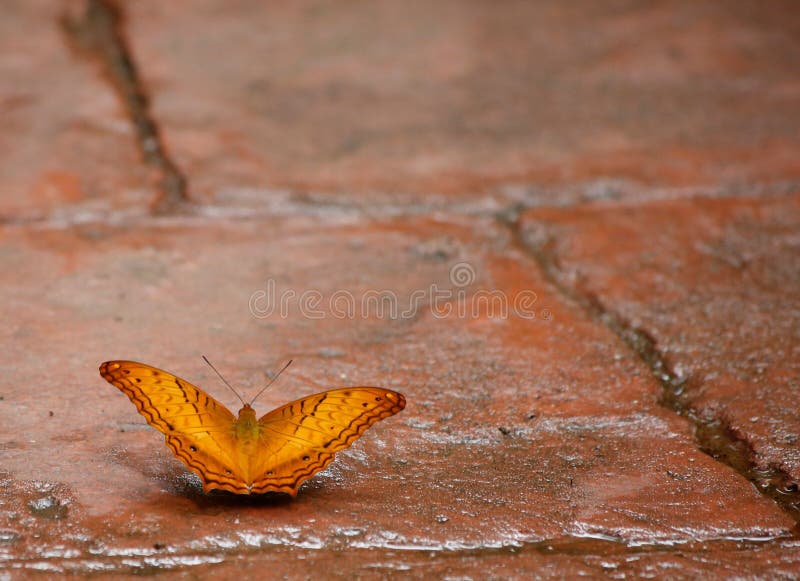 Little butterfly stock photo. Image of natural, spring - 96542416