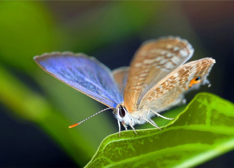 Little butterfly stock photo. Image of purple, macro, insects - 9732654