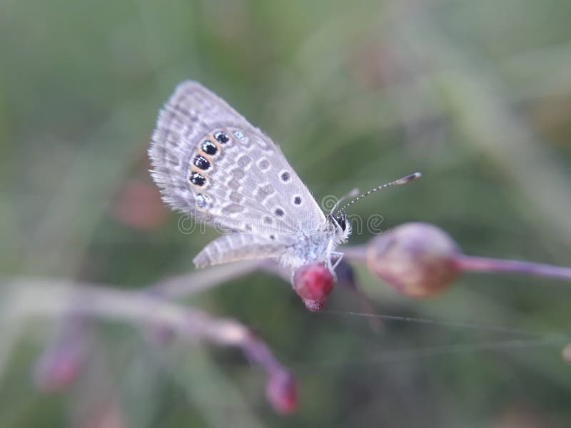 Little butterfly stock photo. Image of nature, beauty - 129438470