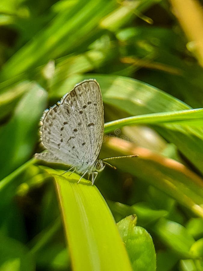 The Little Butterfly in Bush Stock Photo - Image of plant, leaf: 353526430