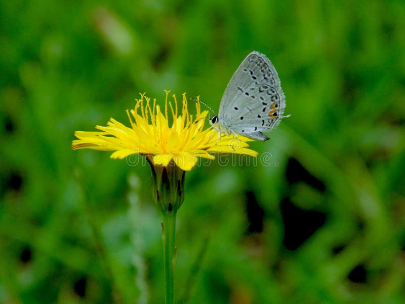 Little Butterfly stock photo. Image of flowers, outdoor - 80580902