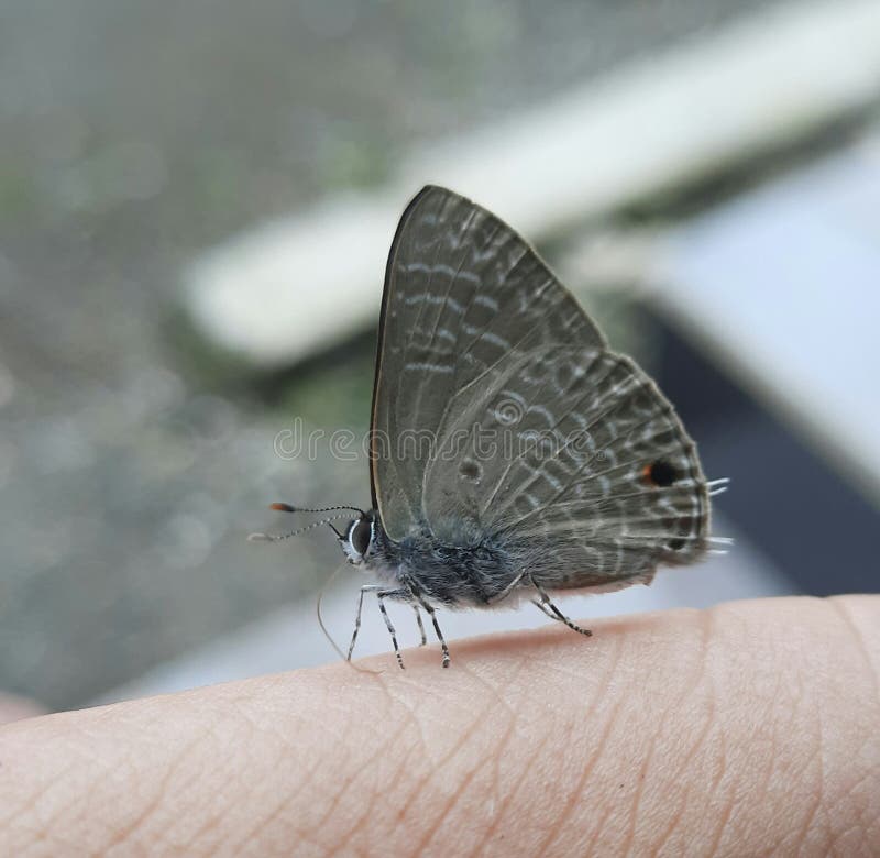 Little Butterfly on Little Finger Stock Image - Image of finger, pest ...