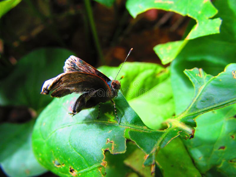 A Little Butterfly that Has Just Come Out of the Cocoon Stock Photo ...