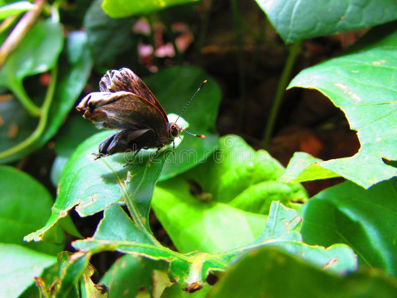 A Little Butterfly that Has Just Come Out of the Cocoon Stock Image ...