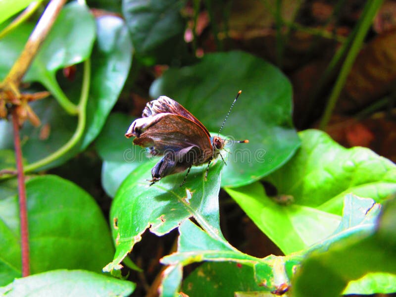 A Little Butterfly that Has Just Come Out of the Cocoon Stock Image ...
