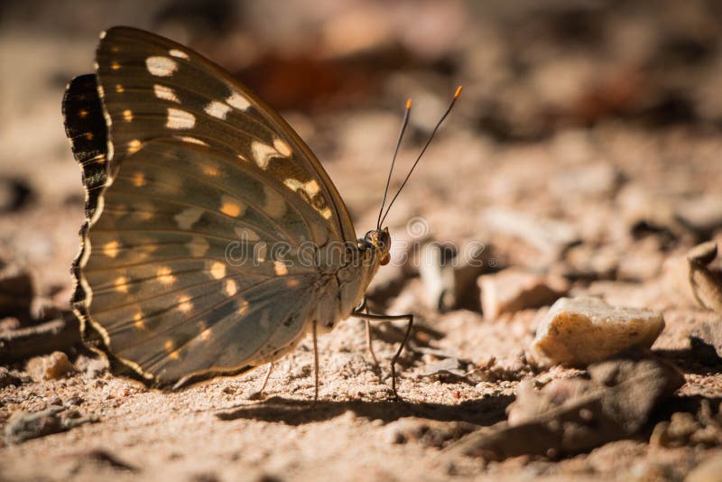 Little butterfly stock photo. Image of beauty, blue, ground - 99300488
