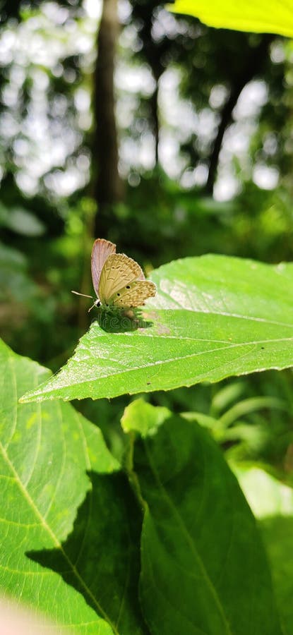 The little butterfly stock photo. Image of little, leaf - 189195006