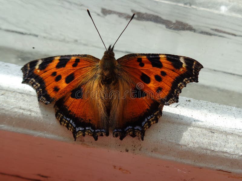 Little butterfly stock photo. Image of little, butterfy - 90836844