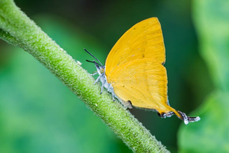 Little Butterfly on Nature Background Stock Photo - Image of wing ...